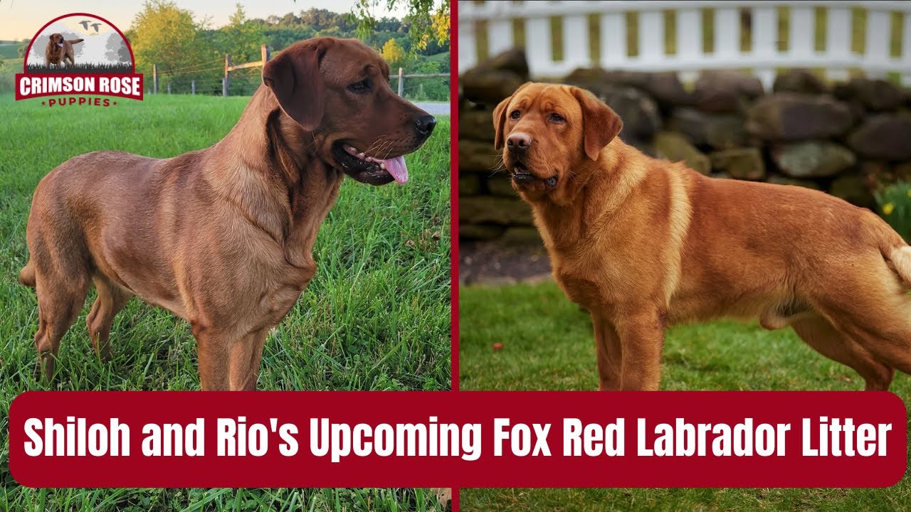 Shiloh and Rio's Upcoming Fox Red Labrador Litter - YouTube