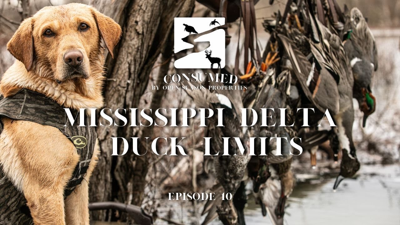 Mississippi Delta Duck Limits - THOUSANDS of Birds - YouTube