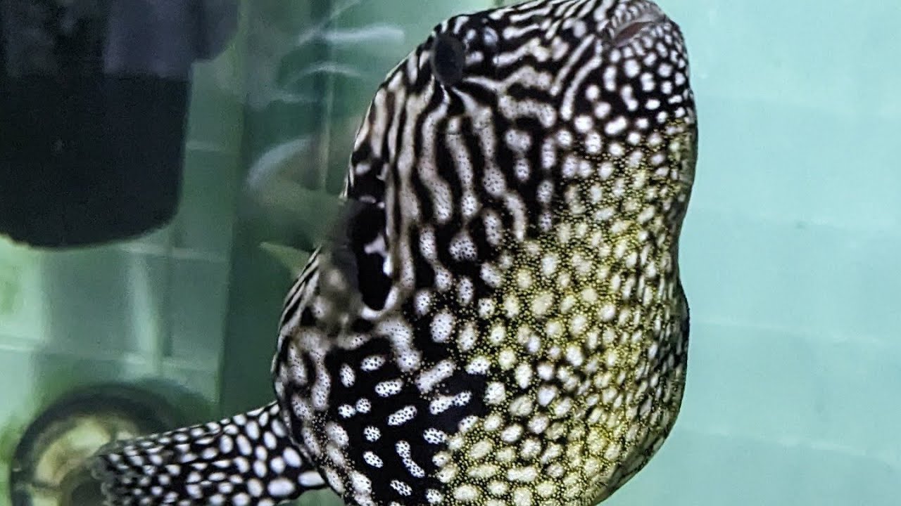 Feeding baby emperor snapper | And Fishing - YouTube