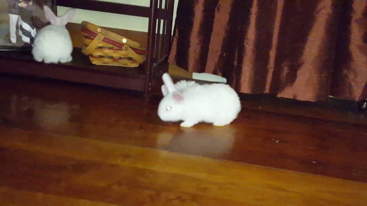 Who needs a wheel chair? Wheelz the disabled bunny is very abled. - YouTube