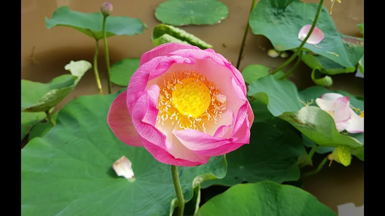 Sen mini nở hoa sau hơn 4,5 tháng và máy cho cá ăn tự động - Trồng sen ...