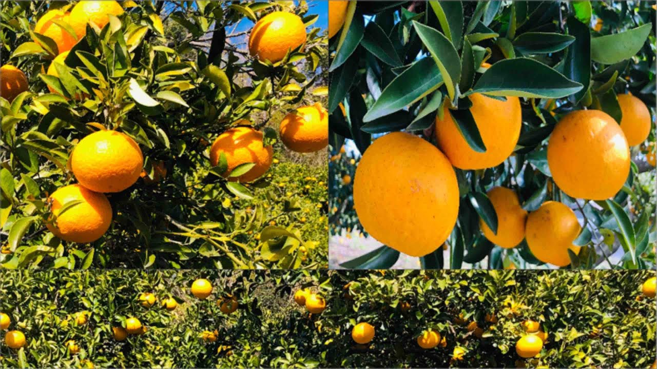 ORANGE NATSU-MIKAN (JAPANESE CITRUS FRUIT)@aitvchannel6086 - YouTube