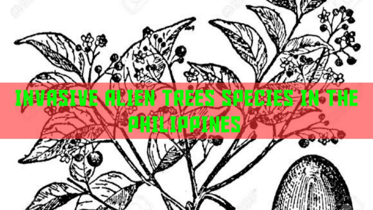 10 Invasive Alien Trees Species in the Philippines 🇵🇭 - YouTube