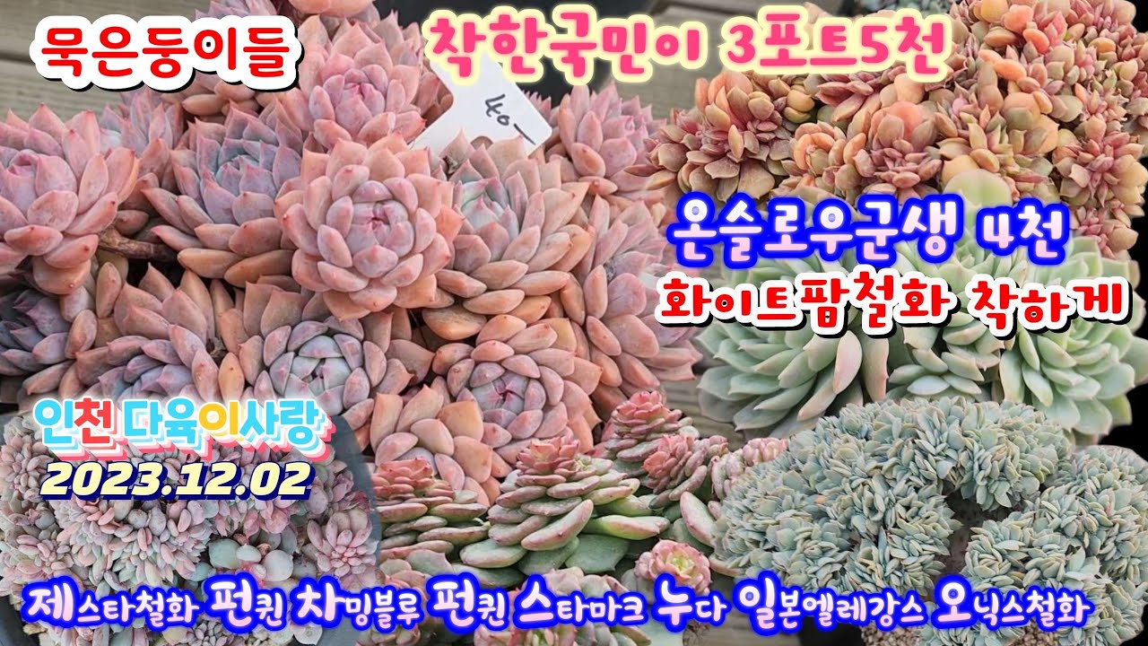 다육이사랑33포트5천묵둥이 특가많아요백카라철화화이트팜철화오닉스철화제스타철화온슬로우러우누다코노둥근잎스타마크