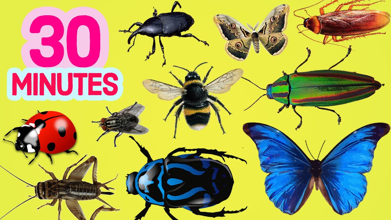 30 MINUTES Learn INSECT NAMES in English for BEGINNERS - YouTube