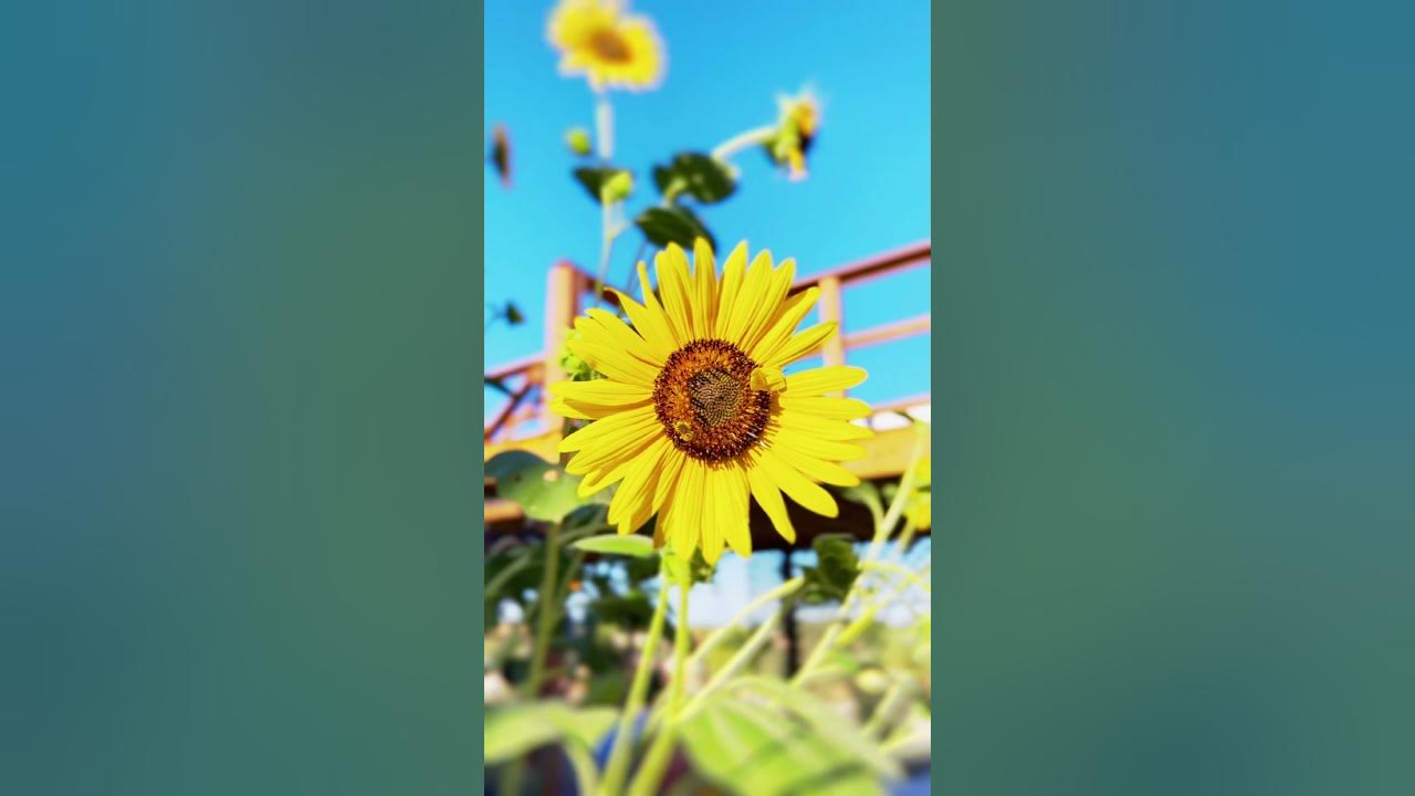 Na miss ko lang mga halaman ko. Hanggang sa susunod na tag init ulit! - YouTube