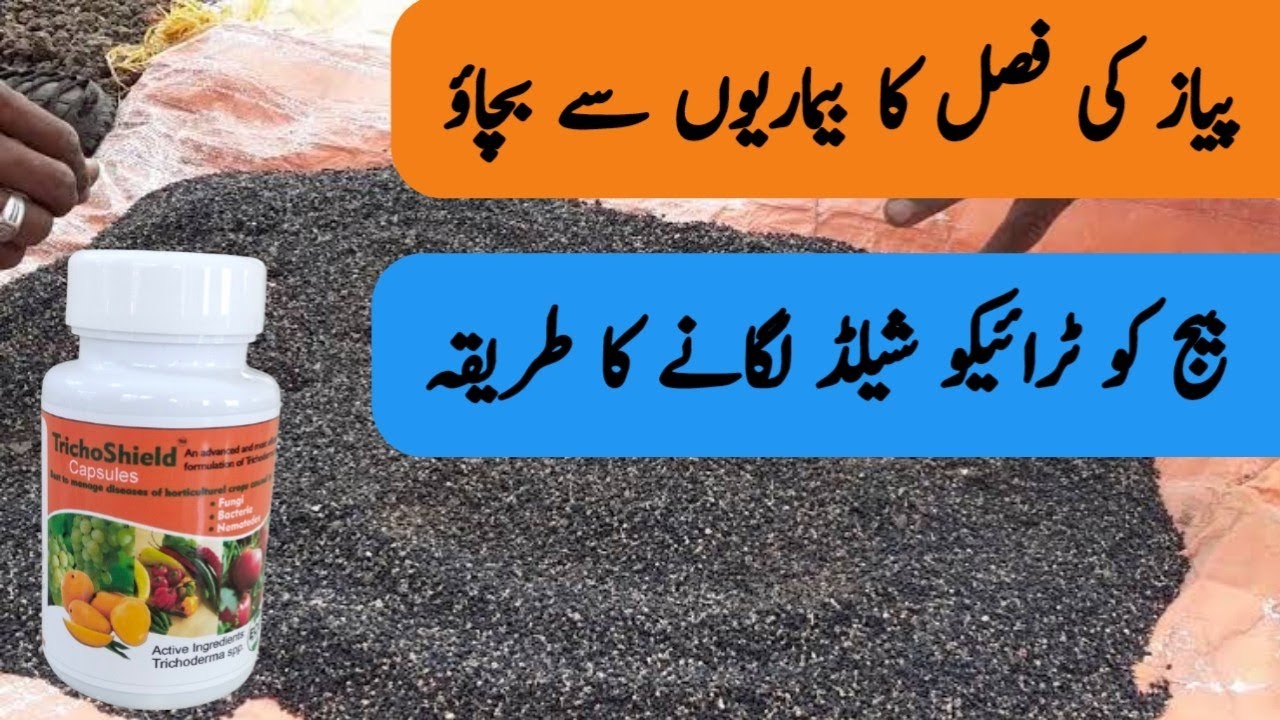 Onion Seed Treatment with TrichoShield (Trichoderma) | Effective ...