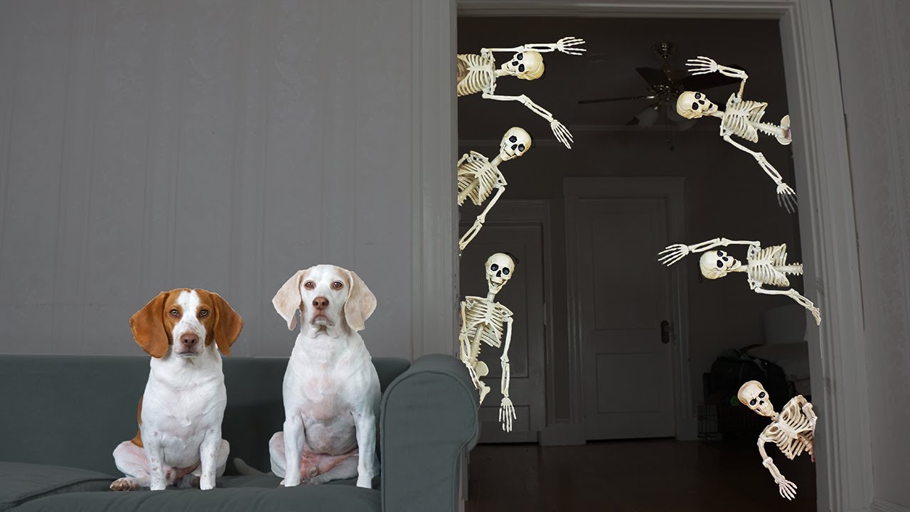 Dog vs Mini Skeletons Halloween Prank: Funny Dogs Maymo & Potpie's ...