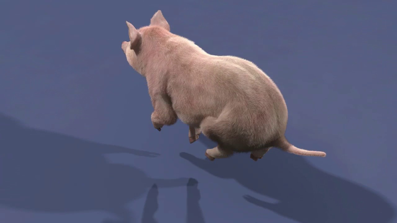 Pig Run cycle - YouTube