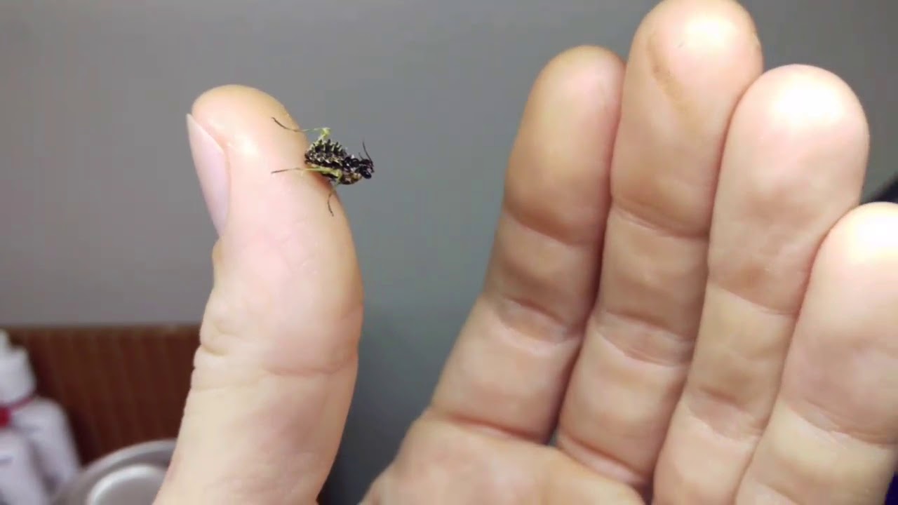 Baby spiny flower mantis catching fly. - YouTube