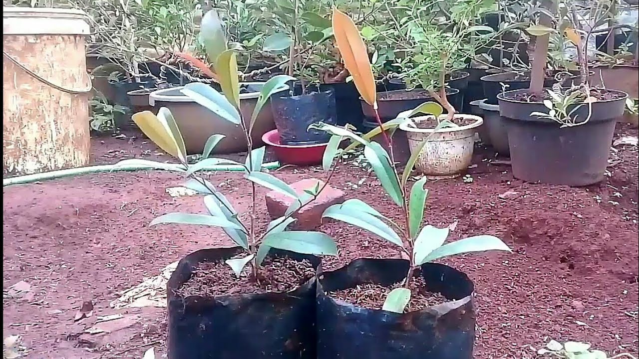 "Hasil Stek pucuk" Bahan bonsai beringin kuryo - Ficus Miqueliana - YouTube