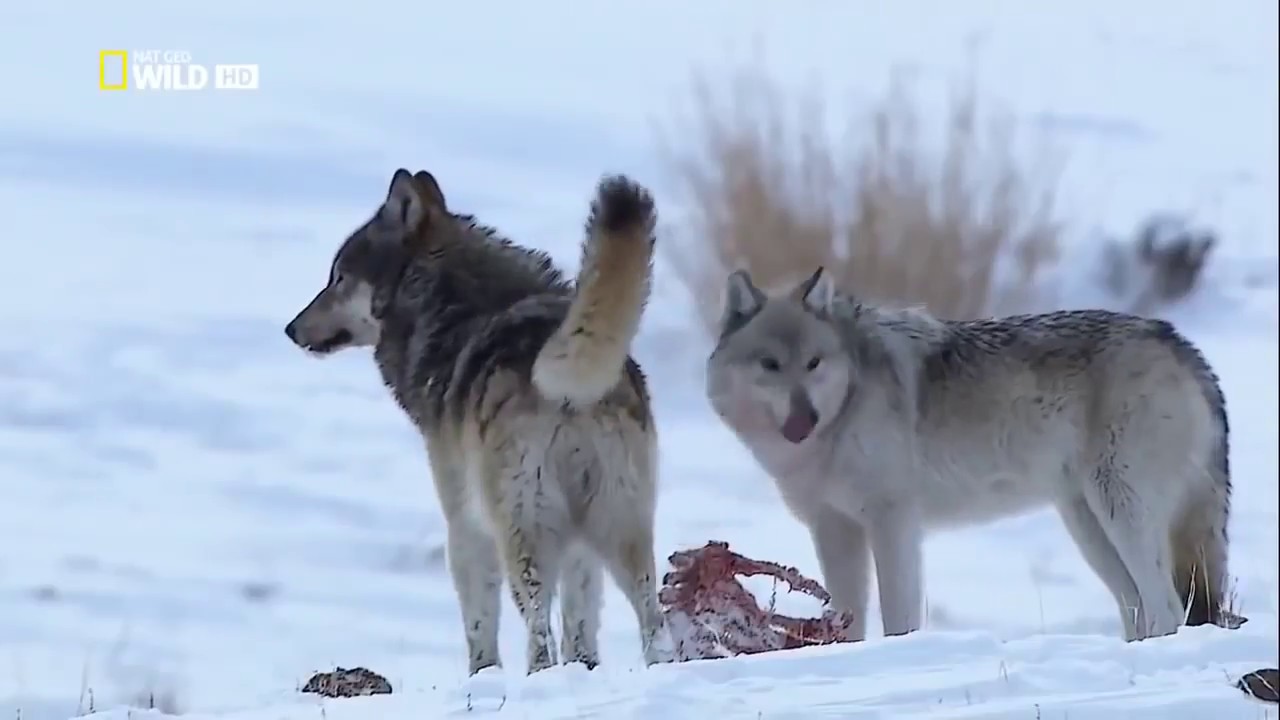 The Rise Of Black Wolf BY national geographic wild - YouTube