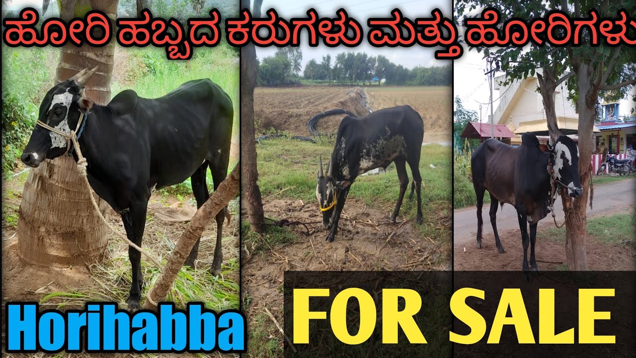 Hori habba Horigalu and Karugalu for SALE @horihabba-2023 #hori - YouTube