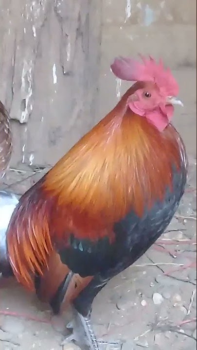 qaib qus toj 1 zoo nkauj heev li nawb ໄກ່ນ້ຳ1ງາມຫຼາຍເດີ - YouTube