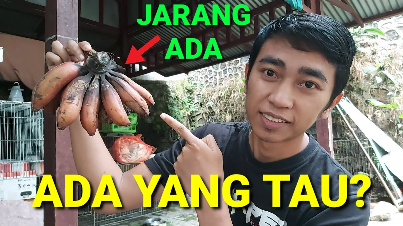 PISANG MUSANG, Pisang Unik dan Langka... - YouTube