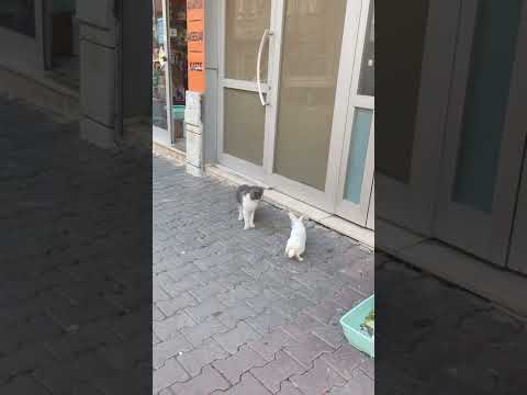 tavşanla kedi