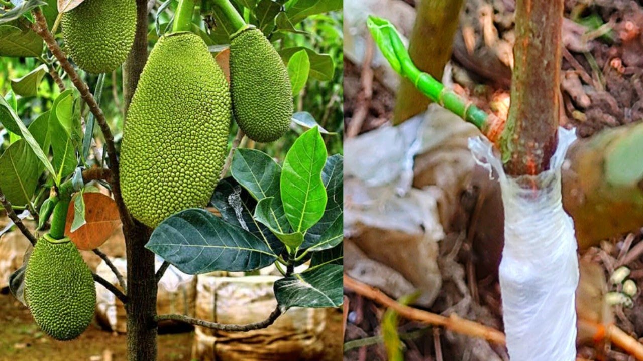 কাঠাল গাছের কলম কাটার নতুন পক্রীয়া || Kathal Tree Grafting Cutting ...