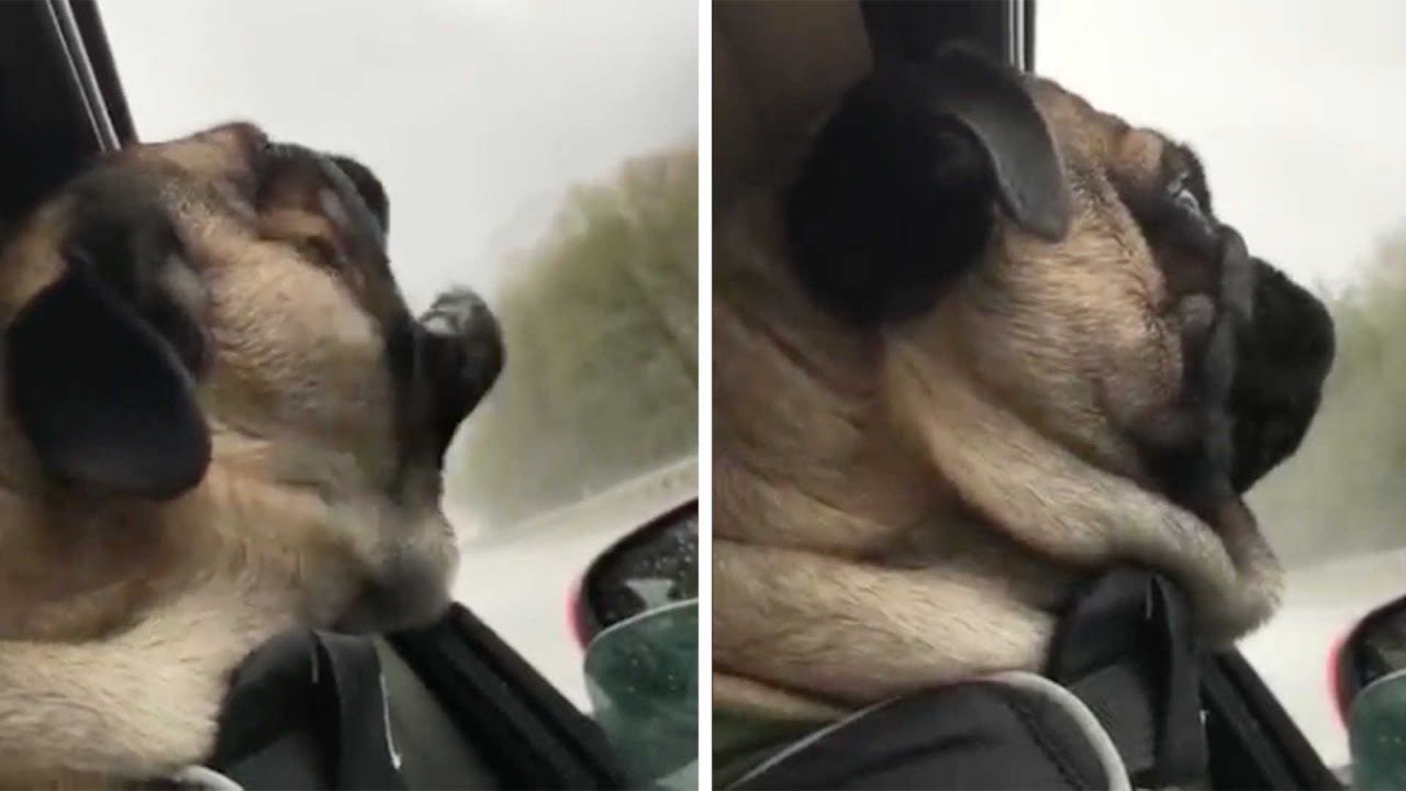 Playful Pug Tries To Catch Raindrops From Window - YouTube