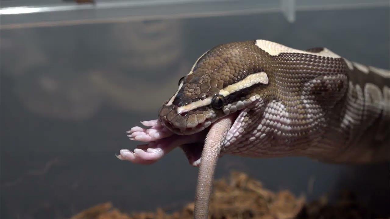 Python Eat A Large Rat /Warning Live Feeding - YouTube