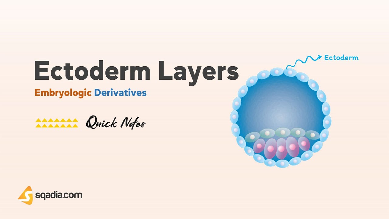 Embryologic Derivatives | Ectoderm Layers | Germ Layers | Human ...