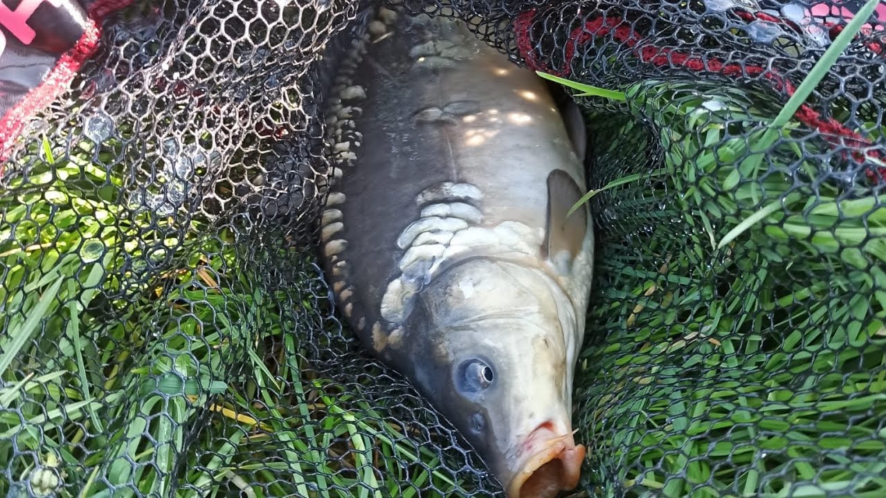 PESCUIT LA FEEDER - Balta cu reținere care poți retine mult peste - YouTube