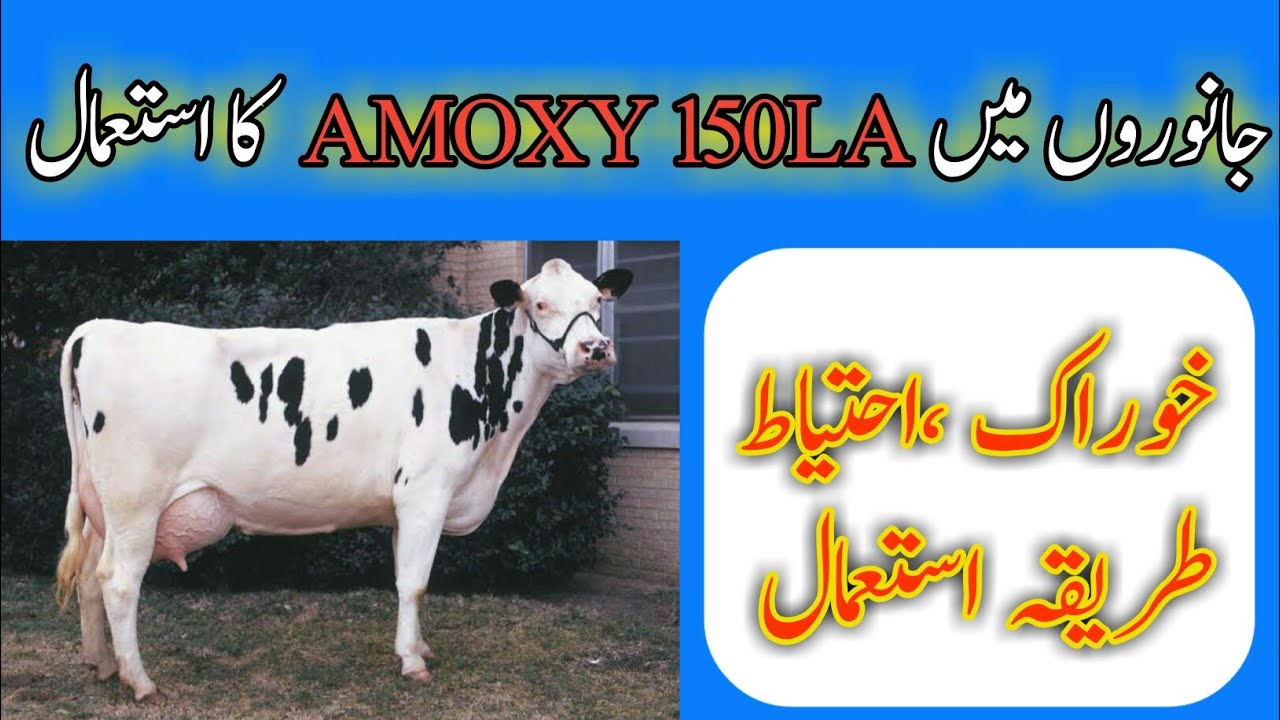 AMOXY 150 LA | Uses,Indication Dosage and administration - YouTube
