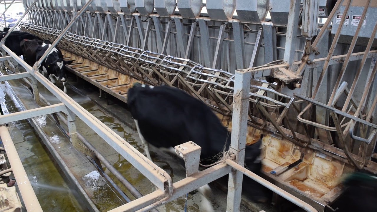 Daviesway Tech-line E-X1 Stalls (Larsen Style) – Cows Exiting - YouTube