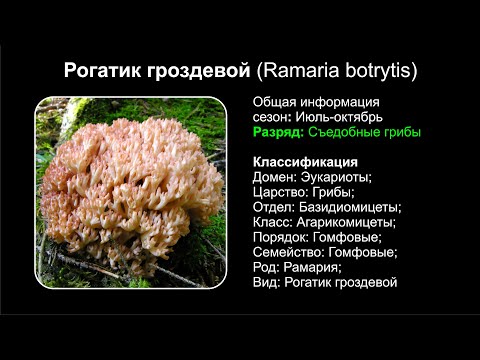 Рогатик гроздевой (Ramaria botrytis)