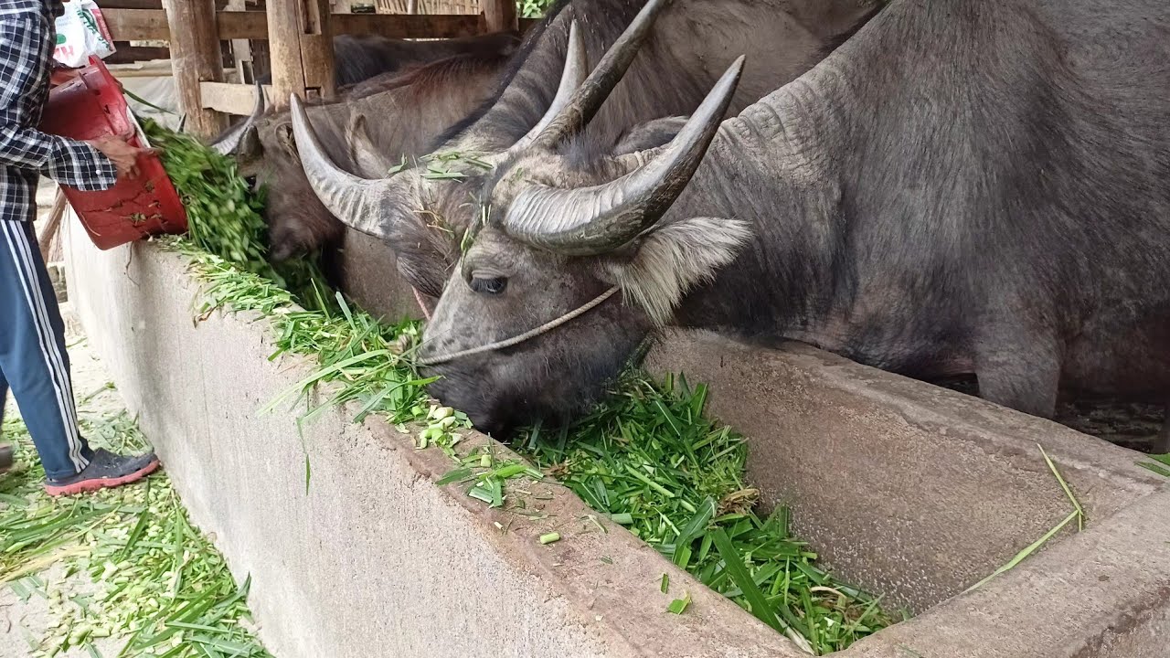 Grass Cutting And Buffalo Care #73 - YouTube