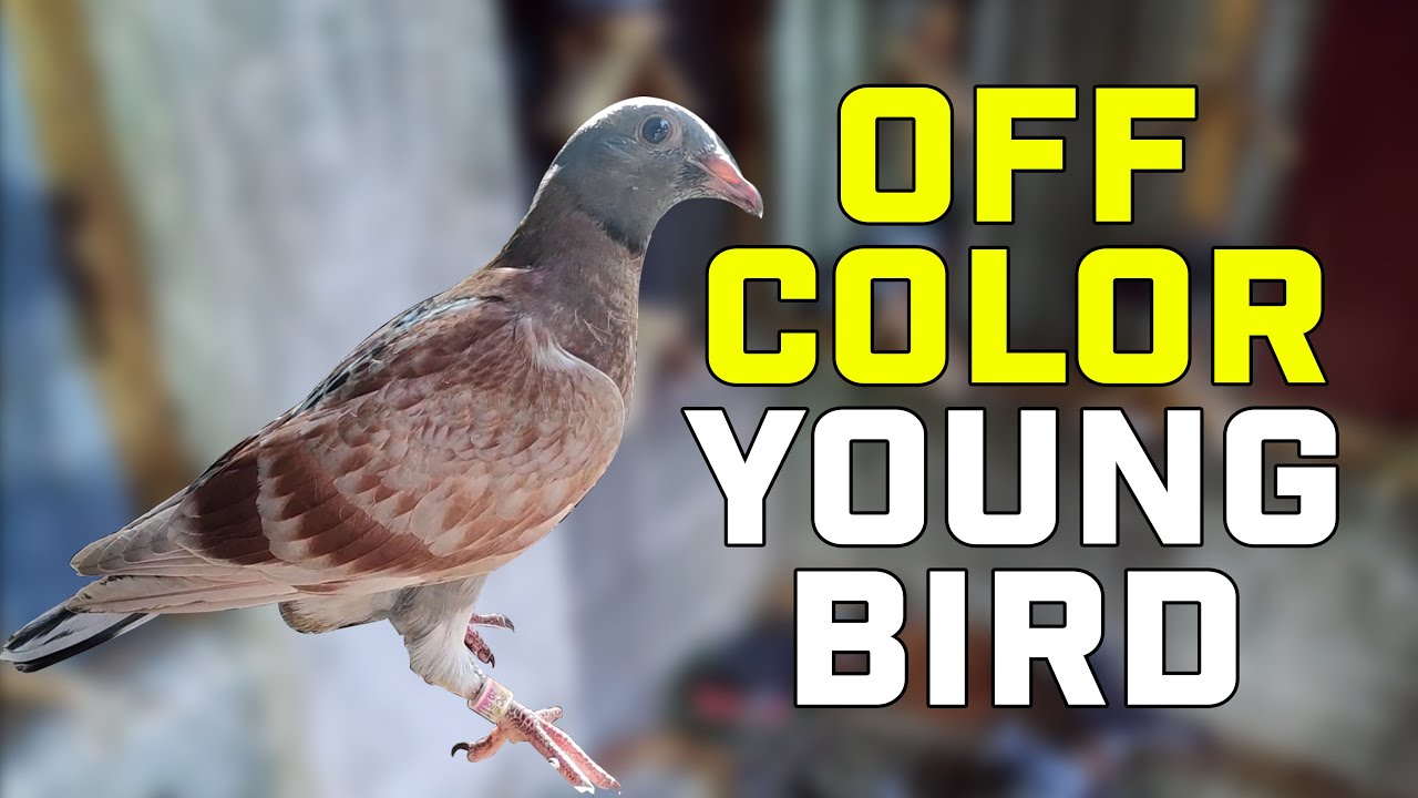 Off Color Young Bird | Off Color Racing Pigeon - YouTube