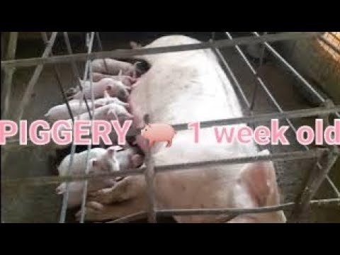 PIGGERY 🐖 1 week old PIGLETS - YouTube