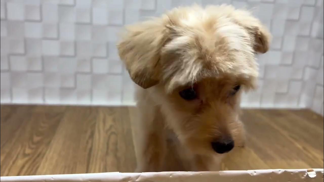 ペットショップCOO＆RIKU新発田 MIX - YouTube