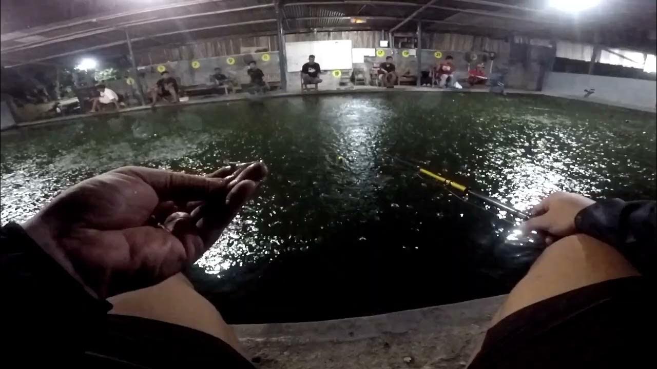 Belajar Mancing Galatama Bawal Dengan Umpan Ikan Cetul / Ikan Cere - YouTube