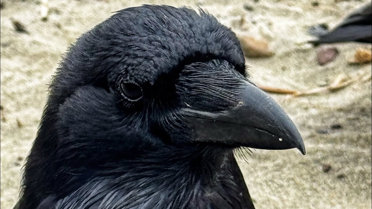 Raven Reels Ocean Beach #ravens #birds #corvids #nature #urbanwildlife ...