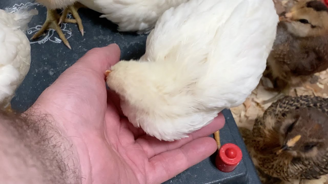 2 & 3 Week Old Chicks - YouTube