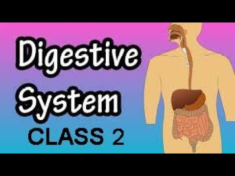 Digestive System Class 2 - YouTube