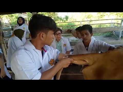 Pembelajaran Palpasi rektal pada sapi bagian 1 - YouTube