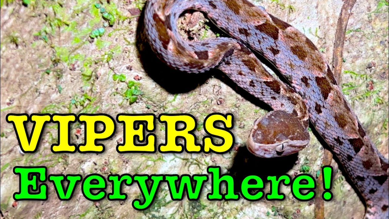 Fer de Lance Snakes in Costa Rica: Herping Vipers - YouTube