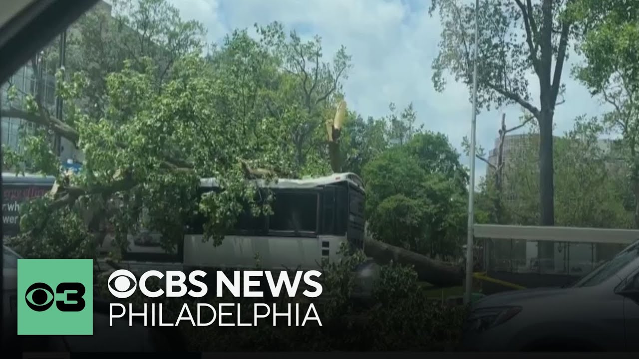 Large tree falls onto NJ Transit bus in Franklin Square Park - YouTube