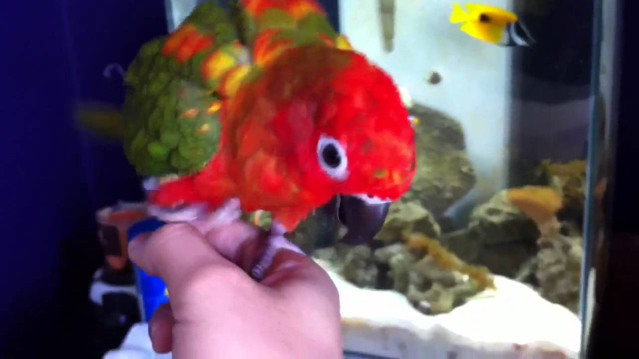 Red factor sun conure - YouTube