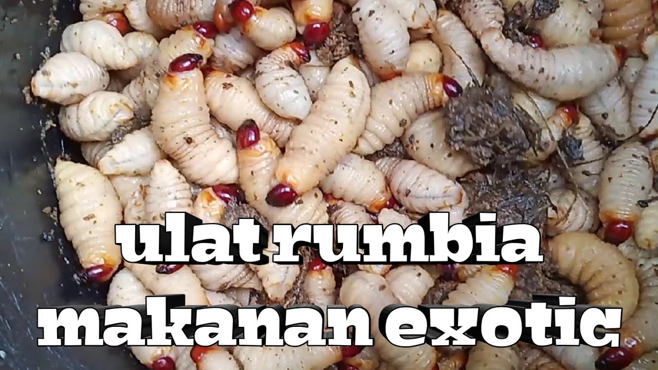 ULAT RUMBIA DARI UMBUT RUMBIA PRA MATANG... - YouTube