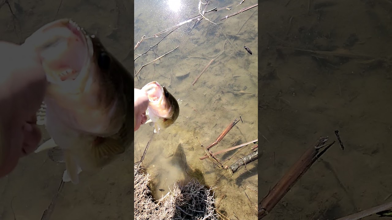 A confused fish released in slow motion - YouTube