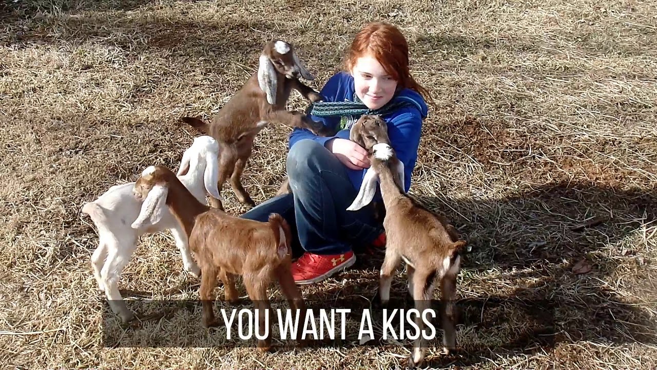 Pixie episode 2 Playtime - super cute goat kids playing - YouTube