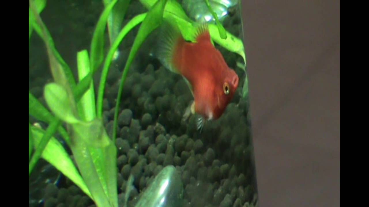 Platy fish delivery and Platy fry - YouTube