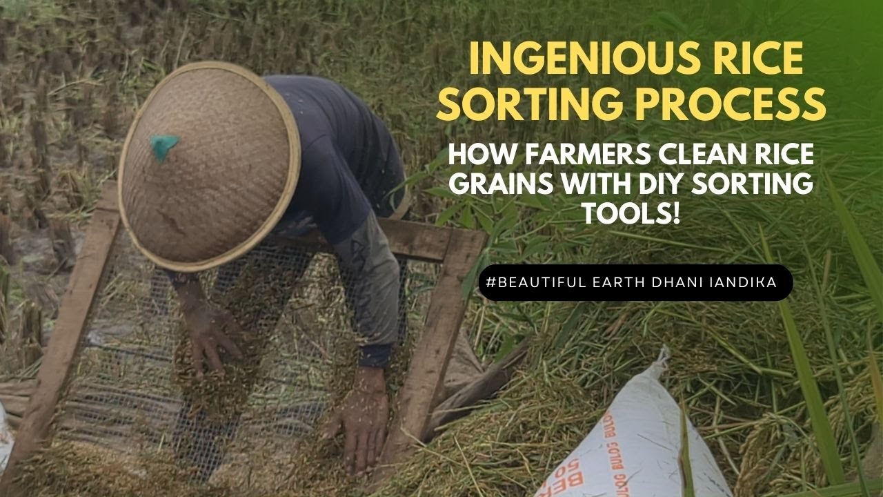 Ingenious Rice Sorting Process – How Farmers Clean Rice Grains with DIY ...