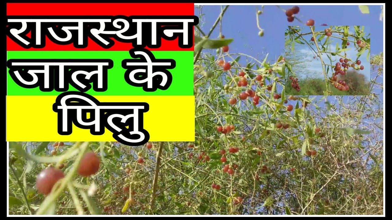 जाल के पिलु ||pilu||Rajasthani village vlogs||life|| Rajasthani fruit ...