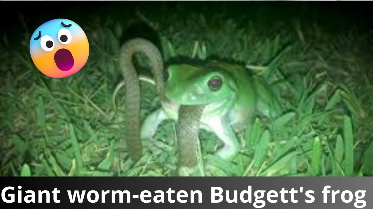 Giant worm eaten Budgett's frog | Frog hunting | Viral video - YouTube
