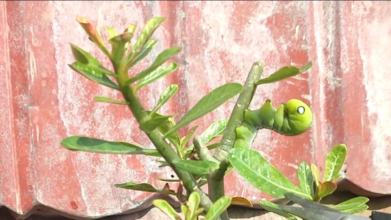 ulat alien bunga adenium bikin gemes banget #adeniumdesertrose # ...