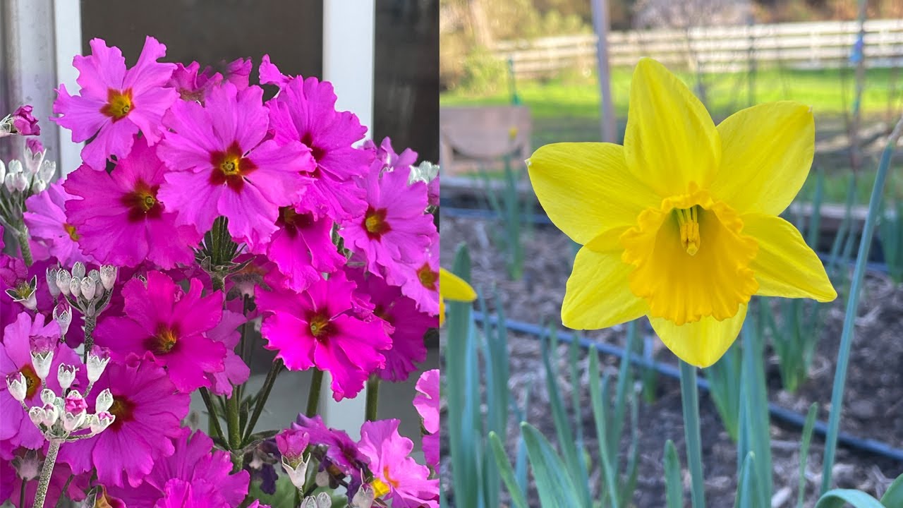 Flowers Here And There! Spring Update! - YouTube