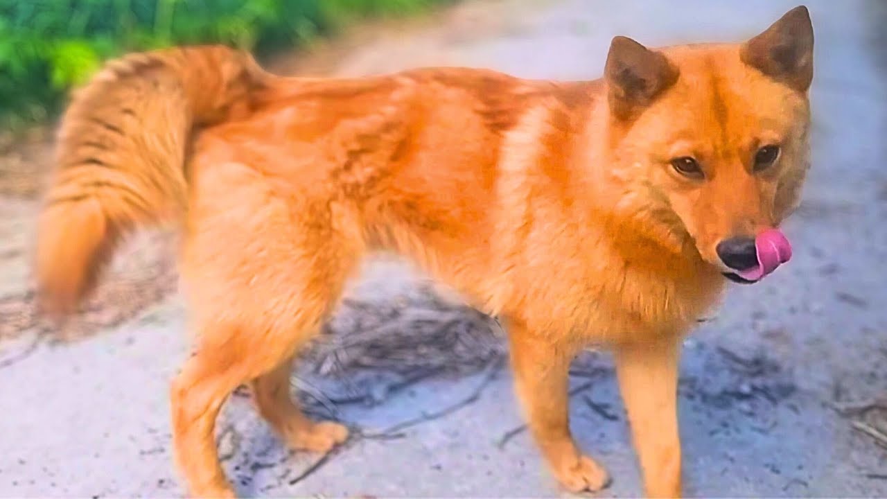 This cute fox dog came to ask for food!!! 🐕🦊 - YouTube